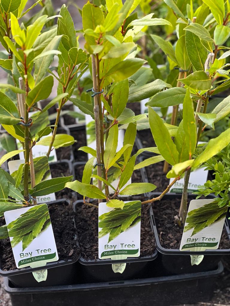 Trees – Neth Plant | Plants Design consultancy